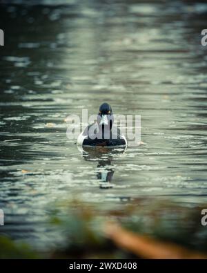 Duck swimming in a shallow pond Stock Photo - Alamy