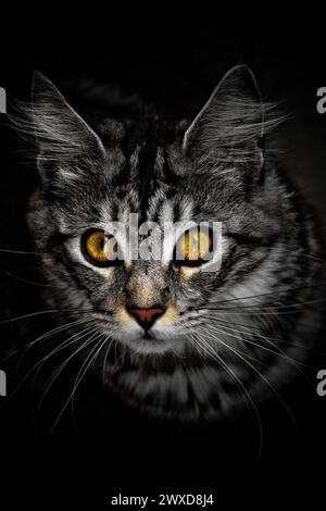German House Cat Stock Photo - Alamy