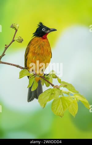 ruby-throated bulbul, Rubigula dispar Stock Photo - Alamy