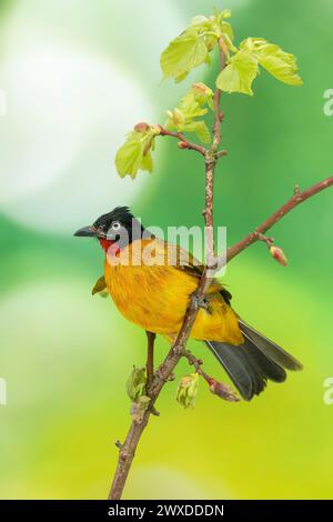 ruby-throated bulbul, Rubigula dispar Stock Photo - Alamy