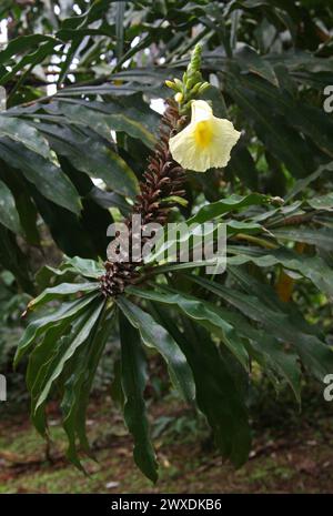 Dimerocostus strobilaceus, Costaceae. Costa Rica. It is native to ...