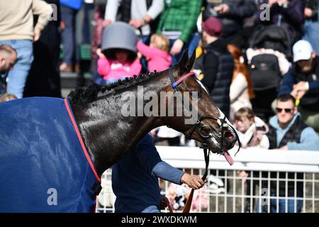 Racehorse CUBAN TIGER Stock Photo - Alamy