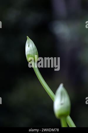 Two unopened head of an Agapanthus flower, Close up detail. Botanical ...