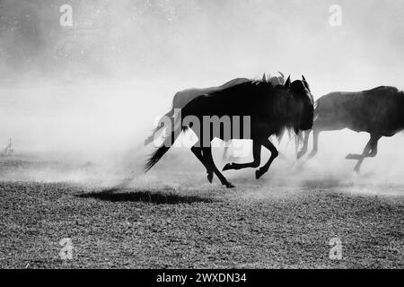 B&W Stampeding Wildebeest Stock Photo - Alamy