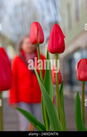 Hurra der Frühling kommt. Tulpen als Frühlingsboten in der ...