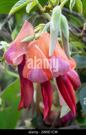 Dusky coral pea (Kennedia rubicunda), Fabaceae. Climbing herb ...