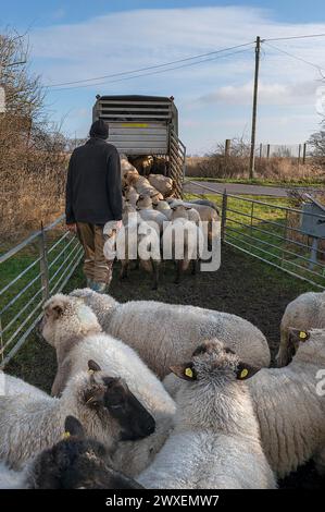 Shepherd loading his sheep into a double-decker livestock trailer, Mecklenburg-Western Pomerania ...
