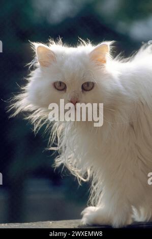 Persian cat, Long-haired cat, Backlight Stock Photo - Alamy