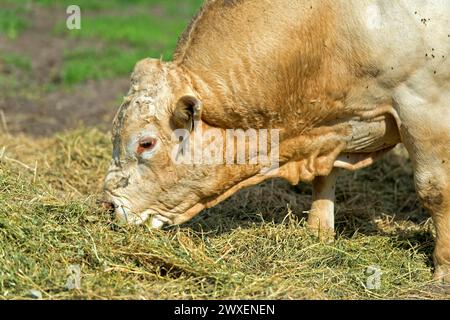 Hornless Charolais bull eating hay, Laszlomajor Meierhof, Sarrod ...