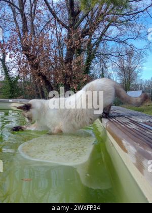 Siamese cat playing with water in swimming pool Stock Photo - Alamy