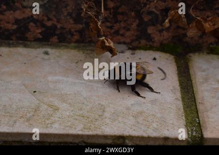 big bumblebee drinking sugar water Stock Photo - Alamy
