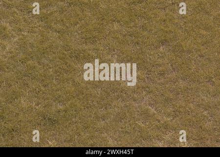 Yellowed old grass surface natural lawn abstract background texture ...