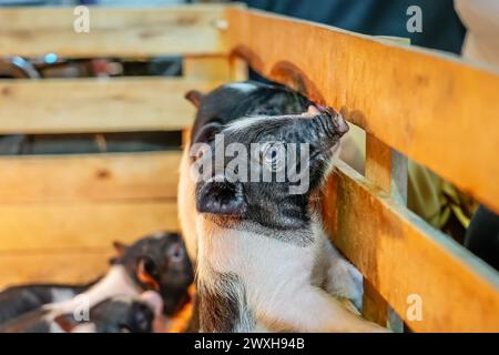Cute spotted piglet feeding milk bottle by caring human hand through ...