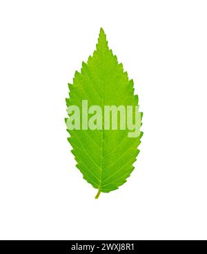 American Elm Tree Isolated on white background Front View Stock Photo ...