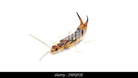 Male Shore Earwig aka riparian, tawny, striped ear wig - Labidura ...