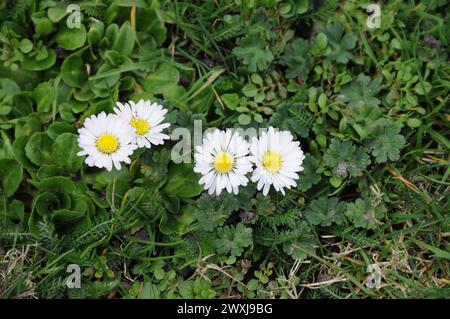 Kastrup/Copenhgen/ Denmark /31 March 2024/Daisy flowers in nature in ...