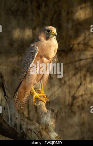 Barbary falcon (Falco peregrinus pelegrinoides Stock Photo - Alamy