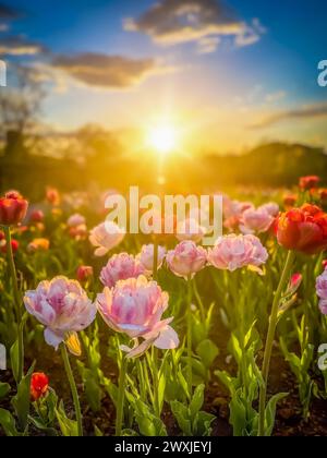Pink tulips in the sun at the Canadian Tulip Festival 2019, Ottawa ...