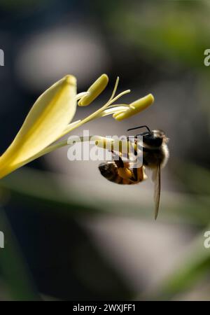 torch lily on a black background Stock Photo - Alamy