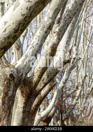 View of Janiculum Promenade in Rome shrouded in fog (Photo by Matteo ...