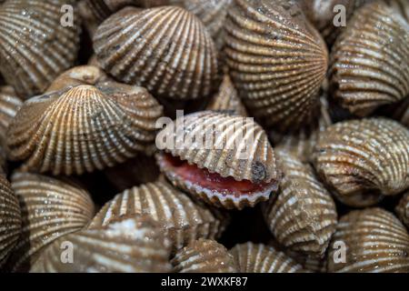 Kerang, Scallops, Fresh cockle, in the supermarket in Yogyakarta ...