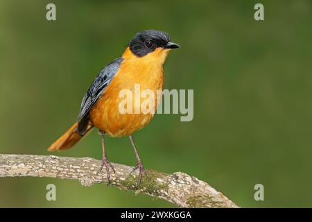 A colorful chorister robin-chat (Cossypha dichroa), South Africa Stock ...