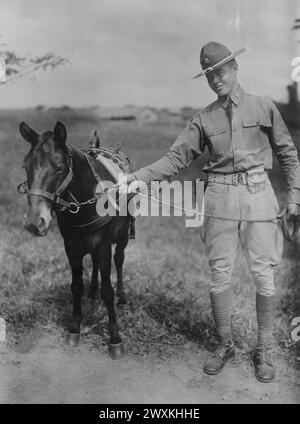 Native Filipino ponies compete with Army mules for carrying Doughboy ...