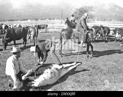 Native American cowboys branding cattle on a Wyoming ranch ca. 1940s ...