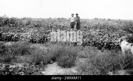 Two manual laborers on a Wyoming farm standing in a field with tools ca ...