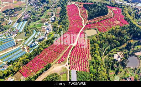 BAZHONG, CHINA - MARCH 28, 2024 - Tourists enjoy flowers in a peach ...