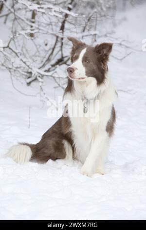 Amazing border collie sitting in the snow in winter Stock Photo - Alamy
