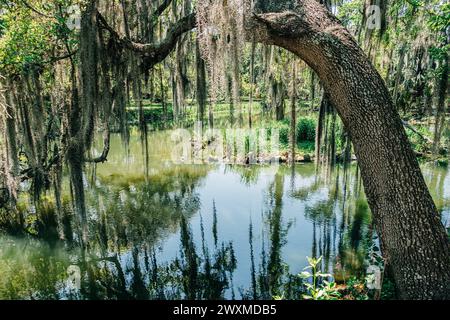 Waterfront oak tree with Spanish moss in City Park, New Orleans Stock ...