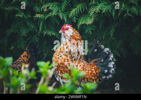 Antwerp Belgian, Barbu d'Anvers, Antwerpener Bartzwerg chicken Stock ...