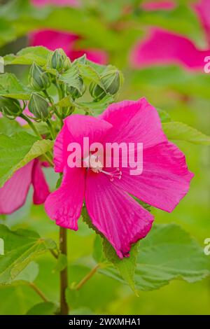 Closeup of Hibiscus mutabilis, also known as the Confederate rose ...