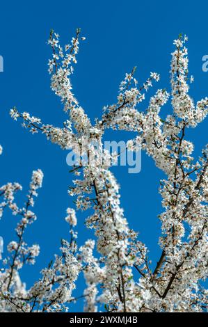 Apricot branches with lots of white flowers on a blue sky background ...