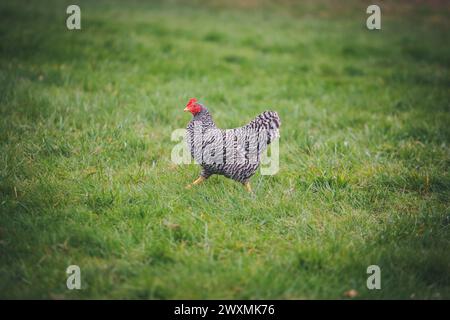 Dwarf Amrock hen (Amrock Bantam hen Stock Photo - Alamy