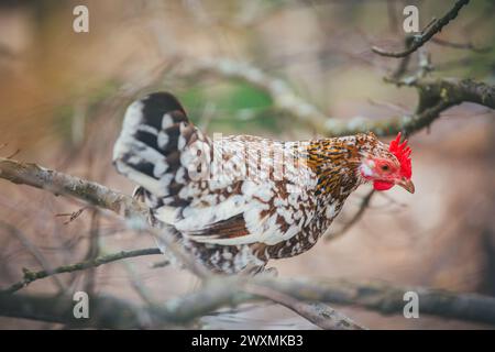 Stoapiperl (Steinhendl) hen, an endangered aboriginal chicken breed ...