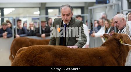 Show of Commercial suckler beef cattle at Carlisle auction mart, March ...