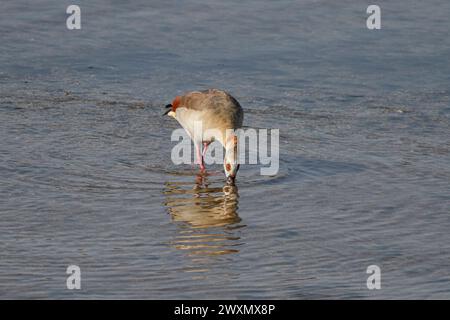 Douro river egyptian goose eating algae during low tide, north of ...