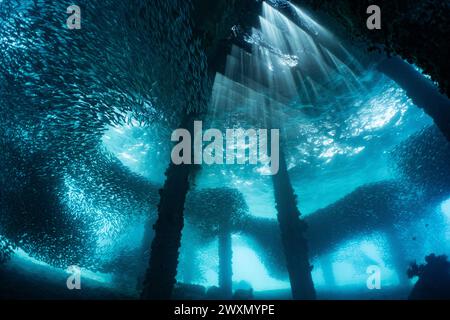 School of sardines or scads underneath the jetty of Air Manis in Ambon ...