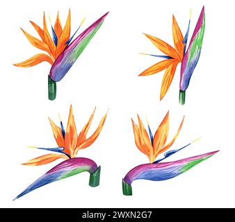 Graphic Bird of Paradise. Tropical bouquet. Macaws, monsteras and ...