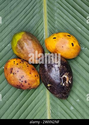 Umari (Poraqueiba sericea) from the Peruvian Jungle Stock Photo - Alamy
