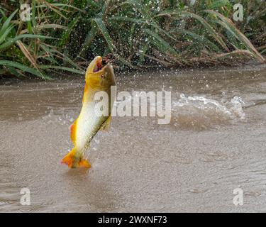 A golden dorado fish leaping to catch fishing lure in a river in ...