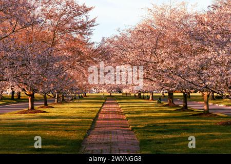 Cherry Blossom Trees in the Windsor Farms section of Richmond Stock ...