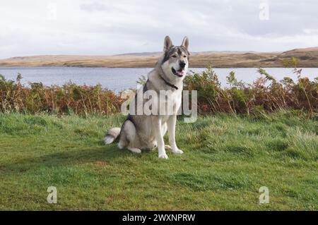 Tamaskan Wolf Dog at Loch Loyal, Sutherland, Scotland Stock Photo - Alamy