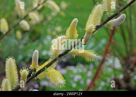 The yellow catkins of Salix hookeriana, coastal willow in flower Stock ...