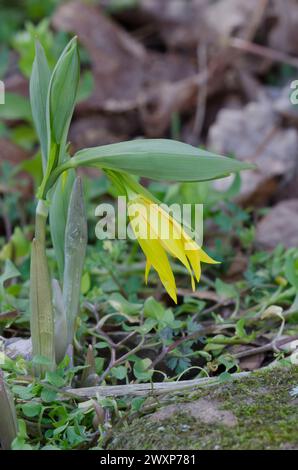 Large-flower Bellwort, Uvularia grandiflora Stock Photo - Alamy