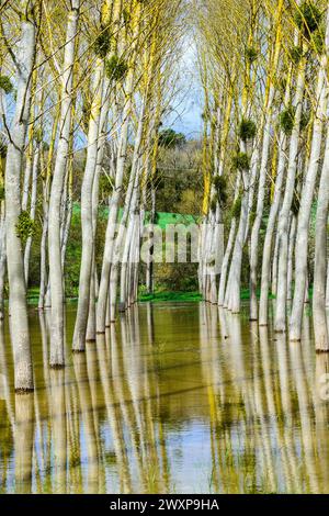 Commercial stand of Poplar (Peuplier) trees surrounded by flood waters ...