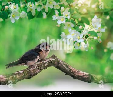 barn swallow in spring among flowering branches Stock Photo - Alamy