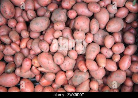 red potatoes from small czech home farm Stock Photo - Alamy